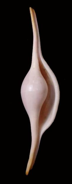 shellauction.net :: Volva volva - 3627410