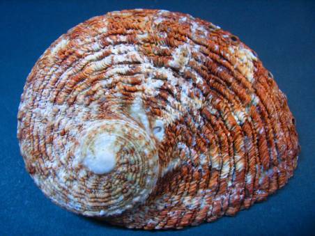 shellauction.net :: Haliotis roei - 3627494