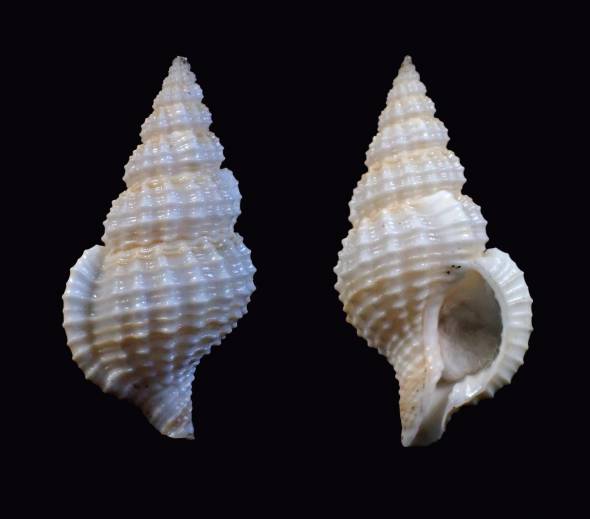 shellauction.net :: Nassaria visayensis - 3627531