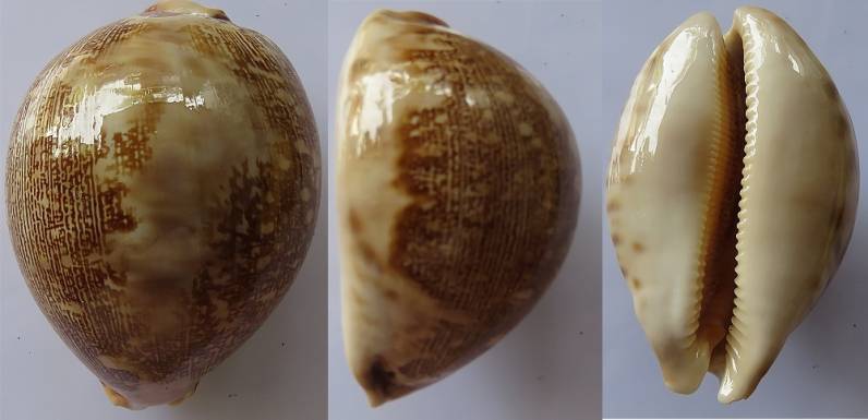 shellauction.net :: Leporicypraea mappa - 3627623