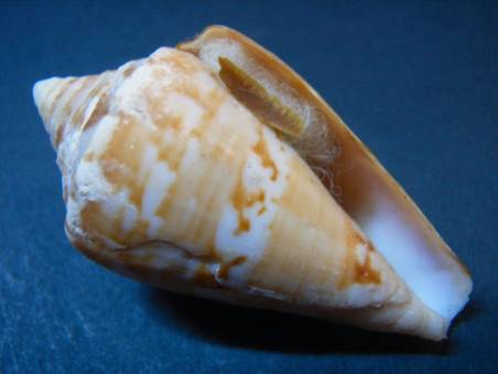 shellauction.net :: Conus klemae - 3627625