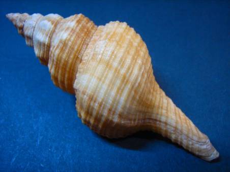 shellauction.net :: Fusinus australis - 3627630