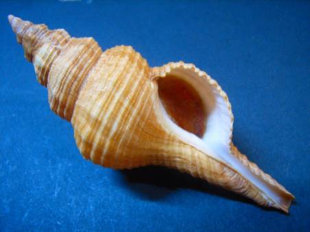 shellauction.net :: Fusinus australis - 3627630