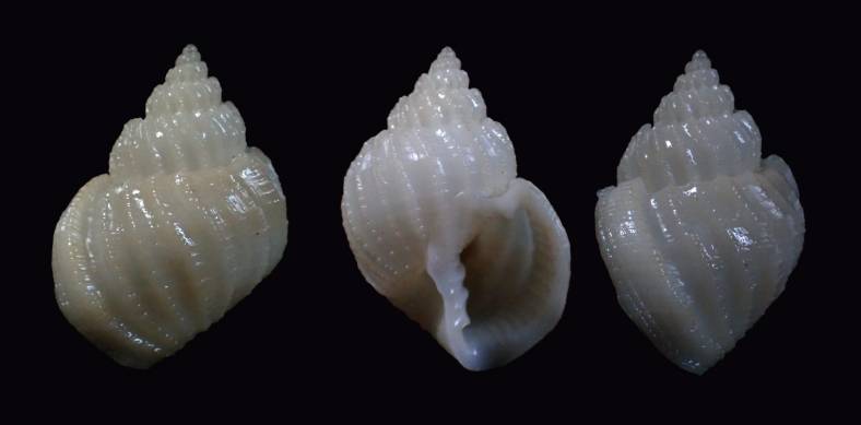 shellauction.net :: Scalptia sp. - 3627653