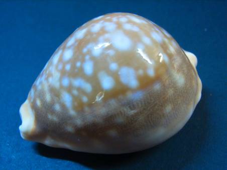 shellauction.net :: Cypraea vitellus - 3627656