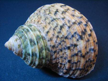 shellauction.net :: Turbo kenwilliamsi - 3627659