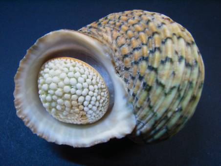 shellauction.net :: Turbo kenwilliamsi - 3627659