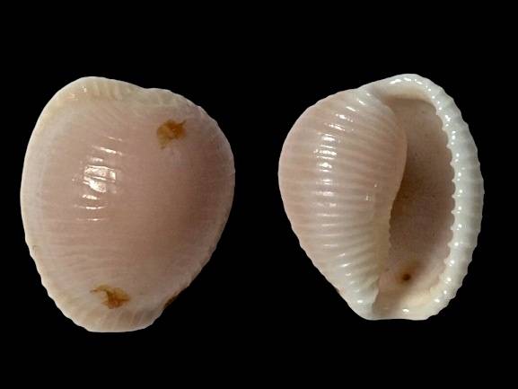 shellauction.net :: Triviella aperta - 3627721