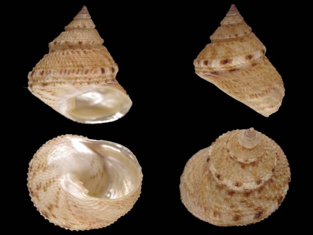 shellauction.net :: Turcica monilifera - 3627736