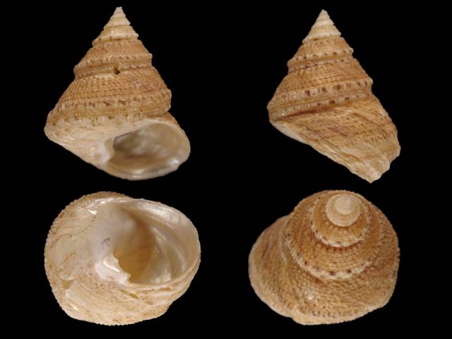 shellauction.net :: Turcica monilifera - 3627738