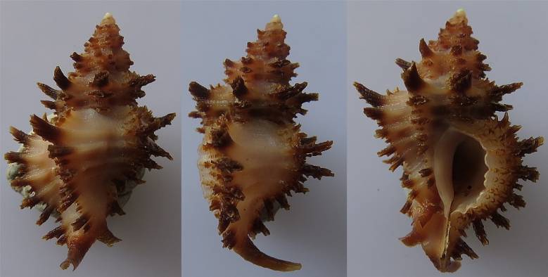 shellauction.net :: Murex balteatus - 3627742