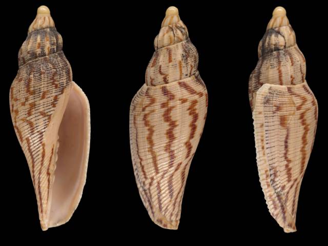 shellauction.net :: Fulgoraria (Fulgoraria) hamillei tosaensis - 3627831