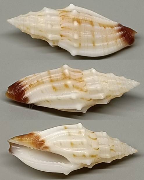 shellauction.net :: Eucithara sp. - 3627872