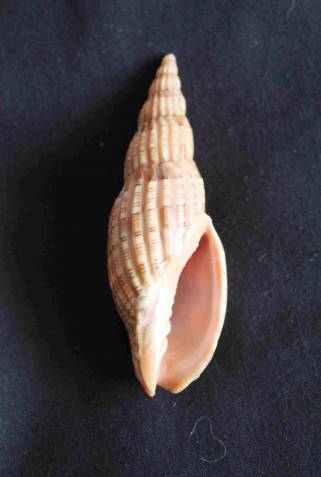 shellauction.net :: Lyria lyraeformis - 3627891