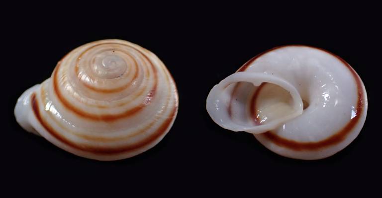 shellauction.net :: Obba moricandi brunnescens - 3627899