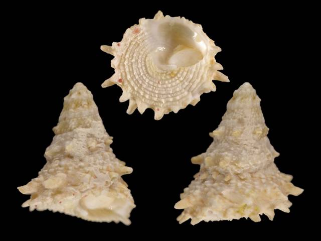 shellauction.net :: Astralium rhodostomum - 3627996