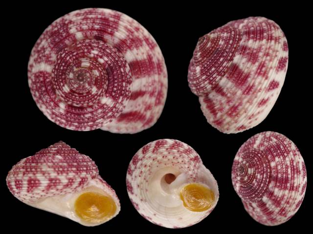 shellauction.net :: Monilea belcheri - 3628007