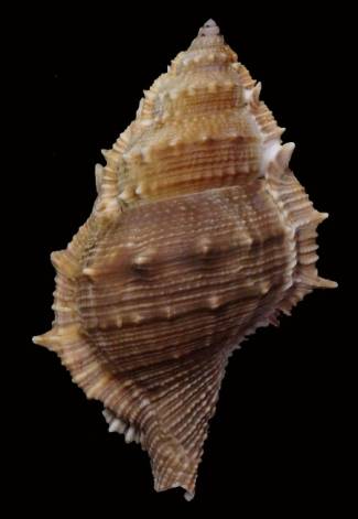 shellauction.net :: Bufonaria cristinae - 3628092