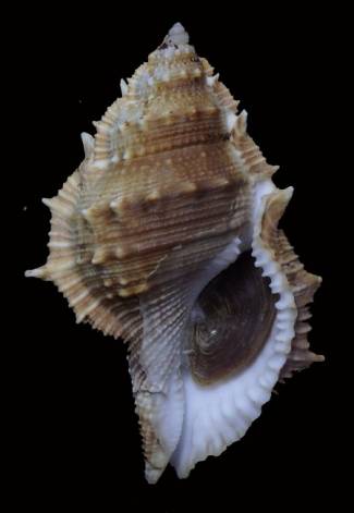 shellauction.net :: Bufonaria cristinae - 3628092