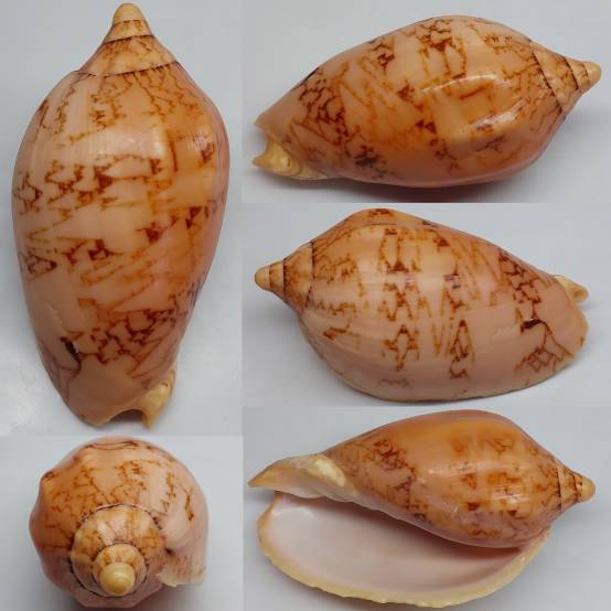 shellauction.net :: Cymbiola mariaemma - 3628140