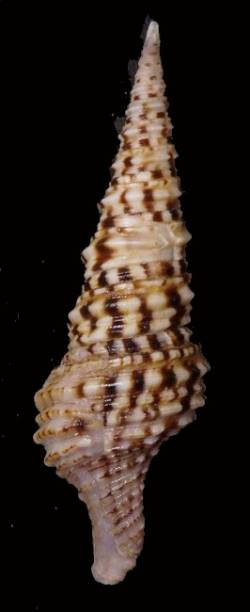 shellauction.net :: Turris nadaensis - 3628149