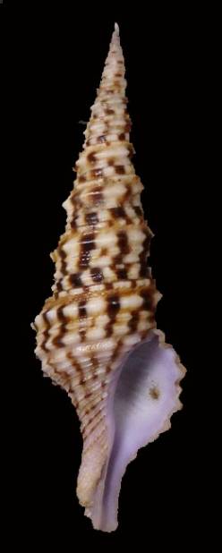 shellauction.net :: Turris nadaensis - 3628149