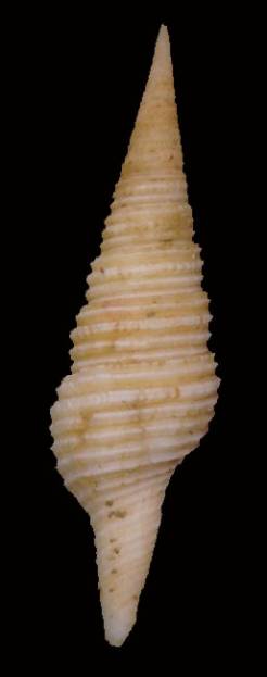 shellauction.net :: Turris annulata - 3628156