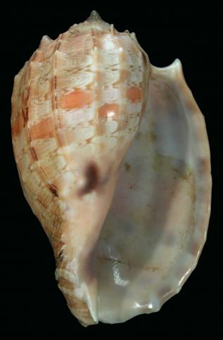 shellauction.net :: Harpa doris - 3628197