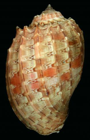 shellauction.net :: Harpa doris - 3628197