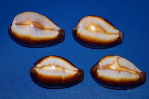 shellauction.net :: Erronea onyx draco - 3628459