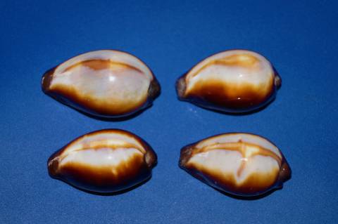 shellauction.net :: Erronea onyx draco - 3628459