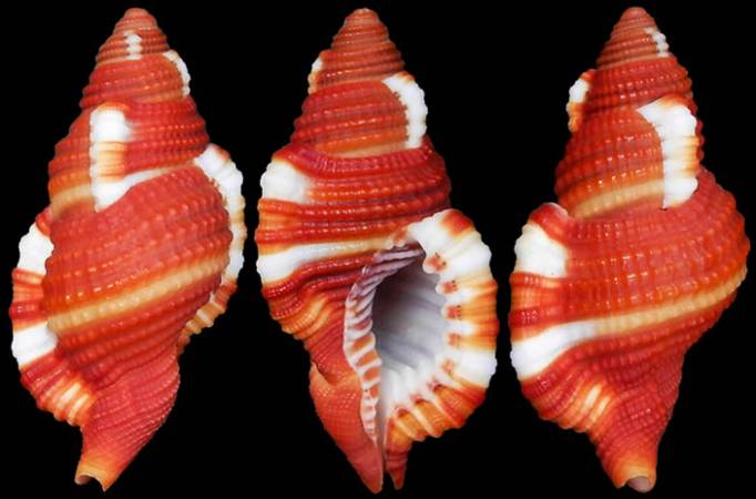 shellauction.net :: Cymatium (Septa) rubeculum - 3628513