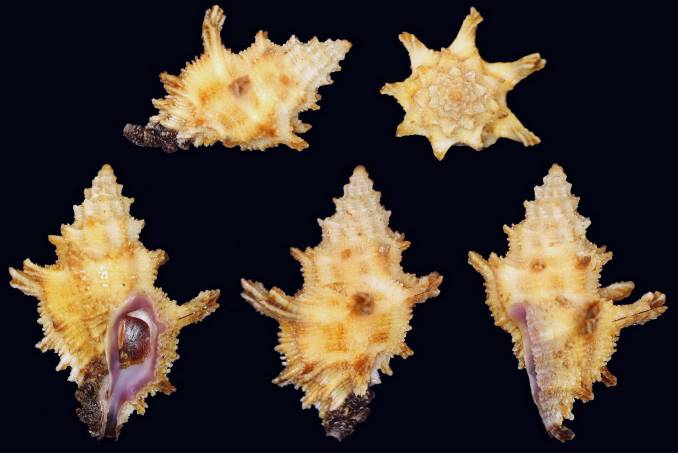 shellauction.net :: Spinidrupa euracantha - 3628527