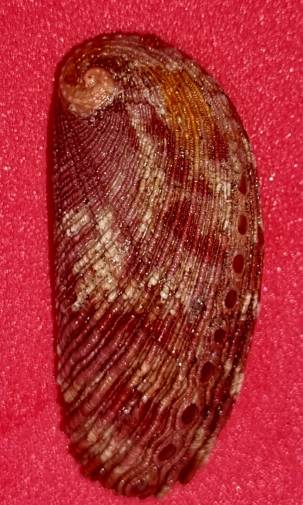 shellauction.net :: Haliotis elegans - 3628613