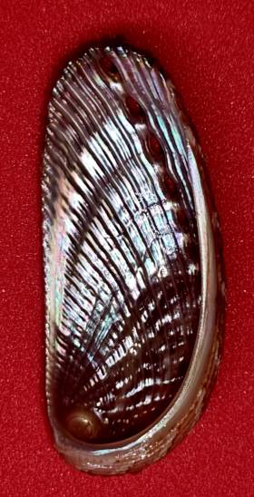 shellauction.net :: Haliotis elegans - 3628613