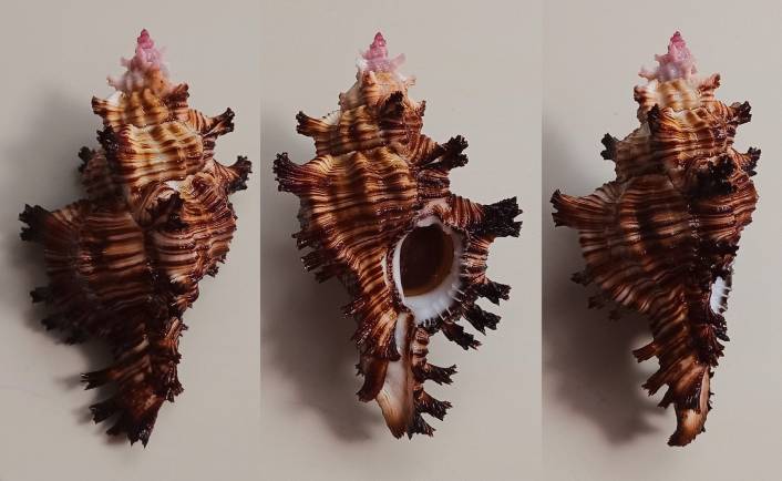 shellauction.net :: Chicoreus jessicae - 3628627