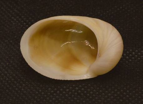 shellauction.net :: Sinum quasimodoides - 3628657