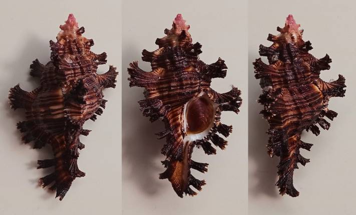 shellauction.net :: Chicoreus jessicae - 3628659