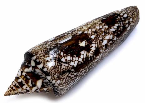 shellauction.net :: Conus (Cylinder) bengalensis - 3628716