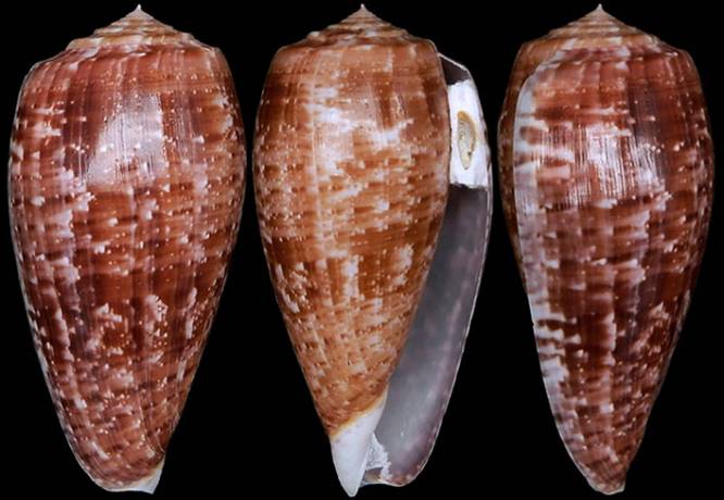 shellauction.net :: Conus cervus - 3628763