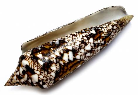 shellauction.net :: Conus (Cylinder) bengalensis - 3628769