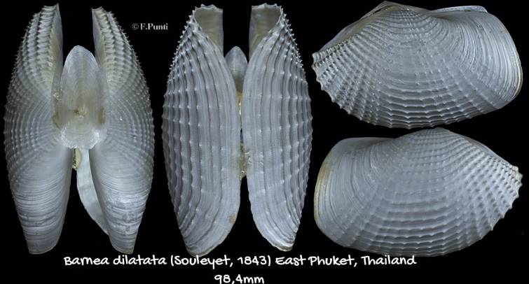 shellauction.net :: Barnea dilatata - 3628800