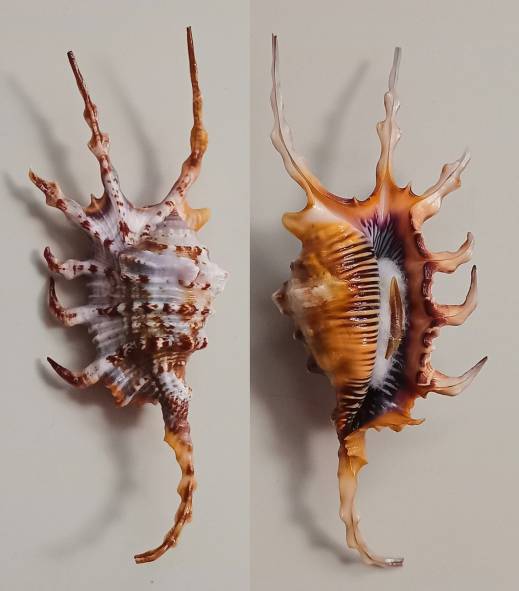 shellauction.net :: Lambis scorpius - 3628853