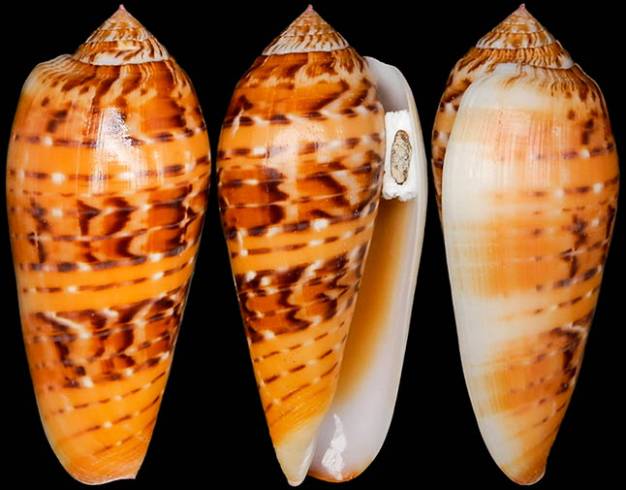 shellauction.net :: Conus dusaveli - 3628866