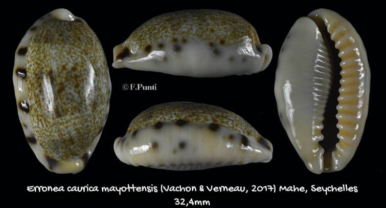 shellauction.net :: Erronea caurica mayottensis - 3628890