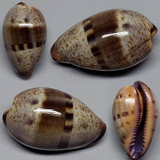 shellauction.net :: Contradusta walkeri - 3629101