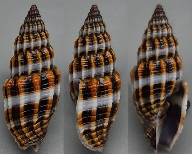 shellauction.net :: Vexillum virgo - 3629126