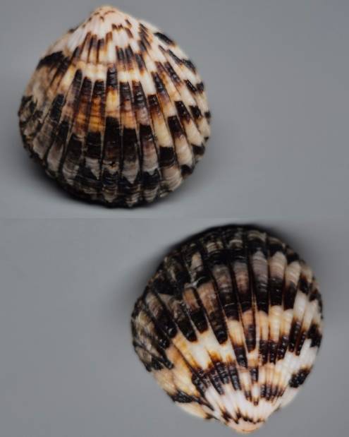 shellauction.net :: Bivalvia sp. - 3629187