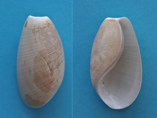 shellauction.net :: Scaphander lignarius - 3629295