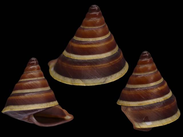 shellauction.net :: Papuina exsultans - 3629353